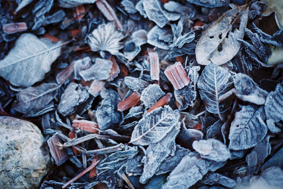 Keina Daria – writing.translation.photo